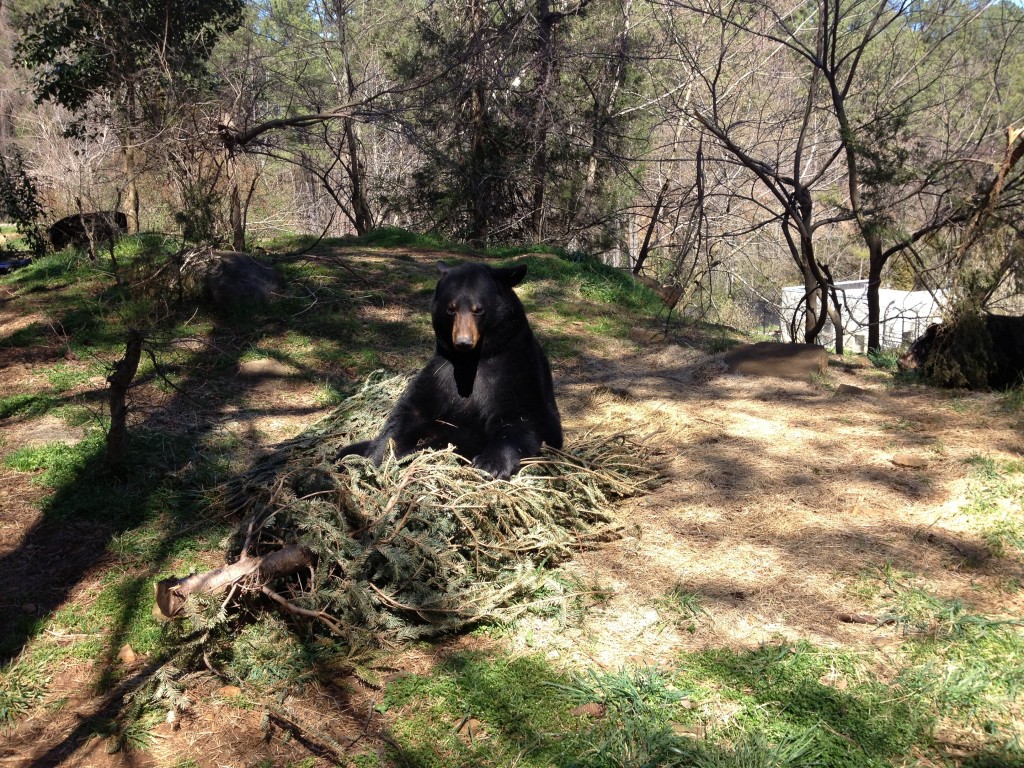 QuikPic: Gus Bear | Animal Keeper Blog