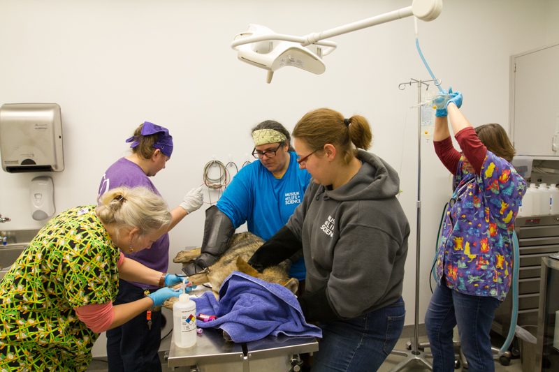 Wolf Physicals (and Transfer) Complete | Animal Keeper Blog