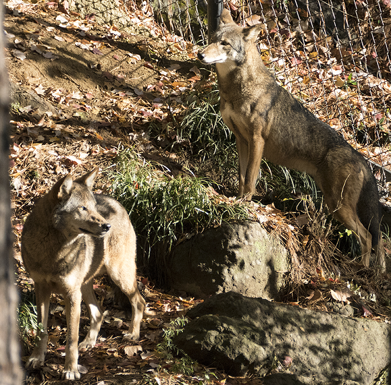 New Wolves settling in | Animal Keeper Blog