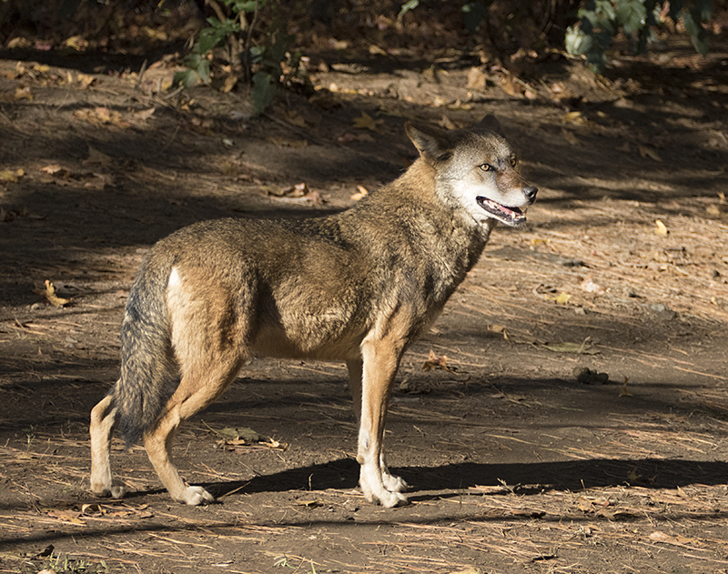 New Wolves settling in | Animal Keeper Blog