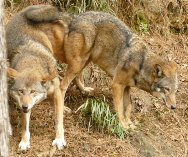 Red Wolf Update | Animal Keeper Blog