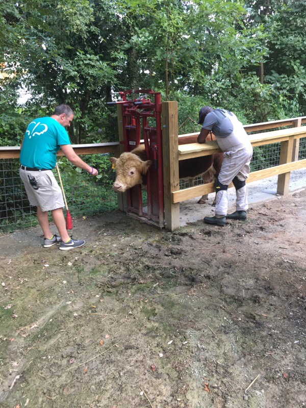 Cattle Chute in action | Animal Keeper Blog