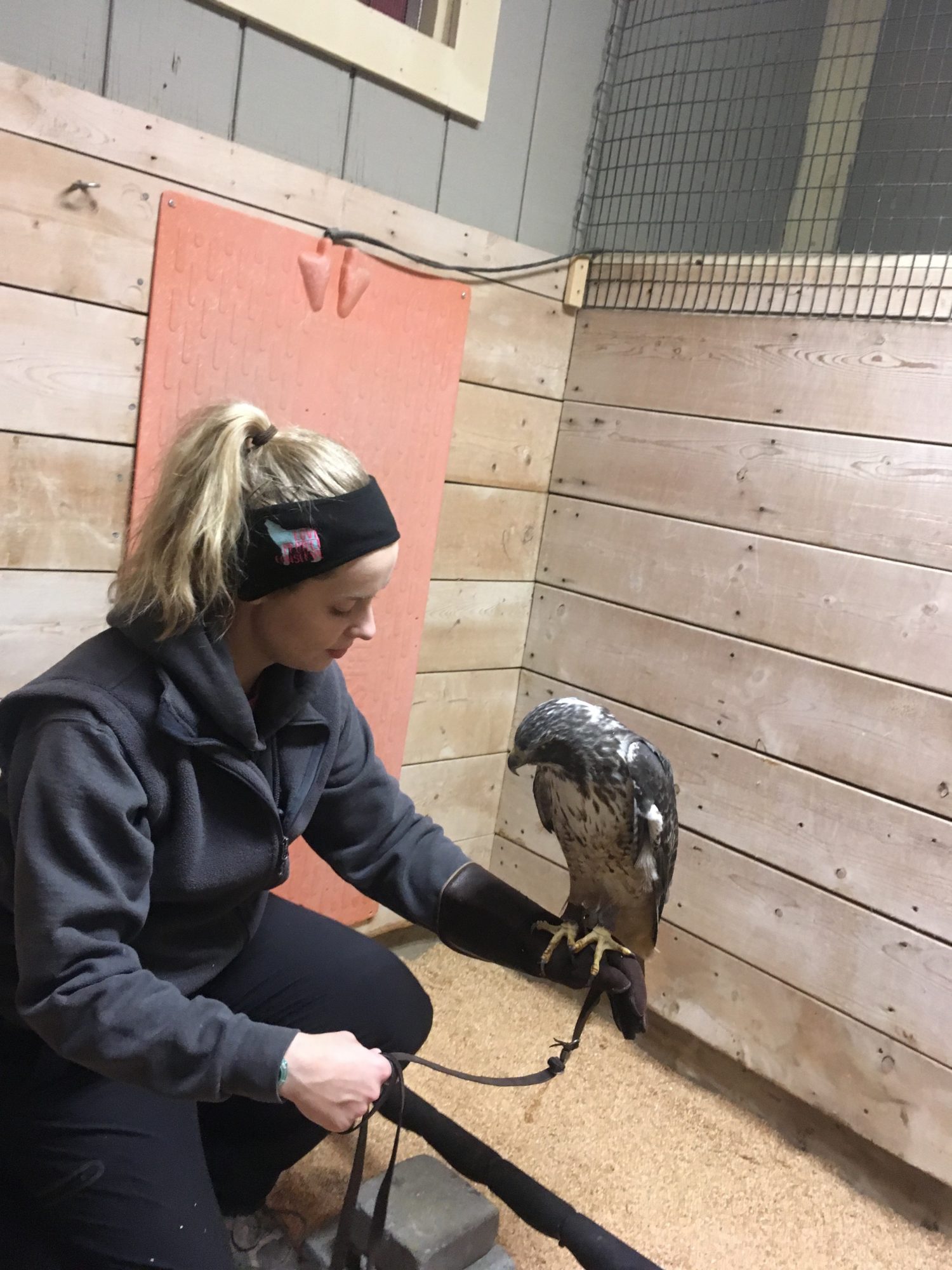 Hawk Handlers | Animal Keeper Blog