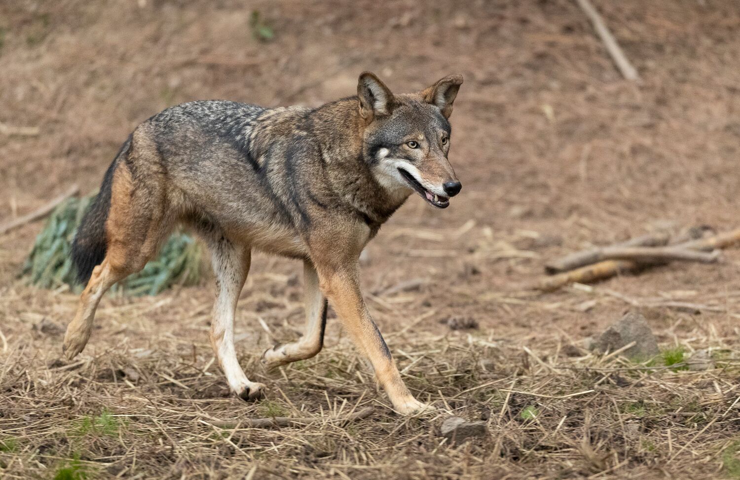 F2062: Mother Wolf | Animal Keeper Blog