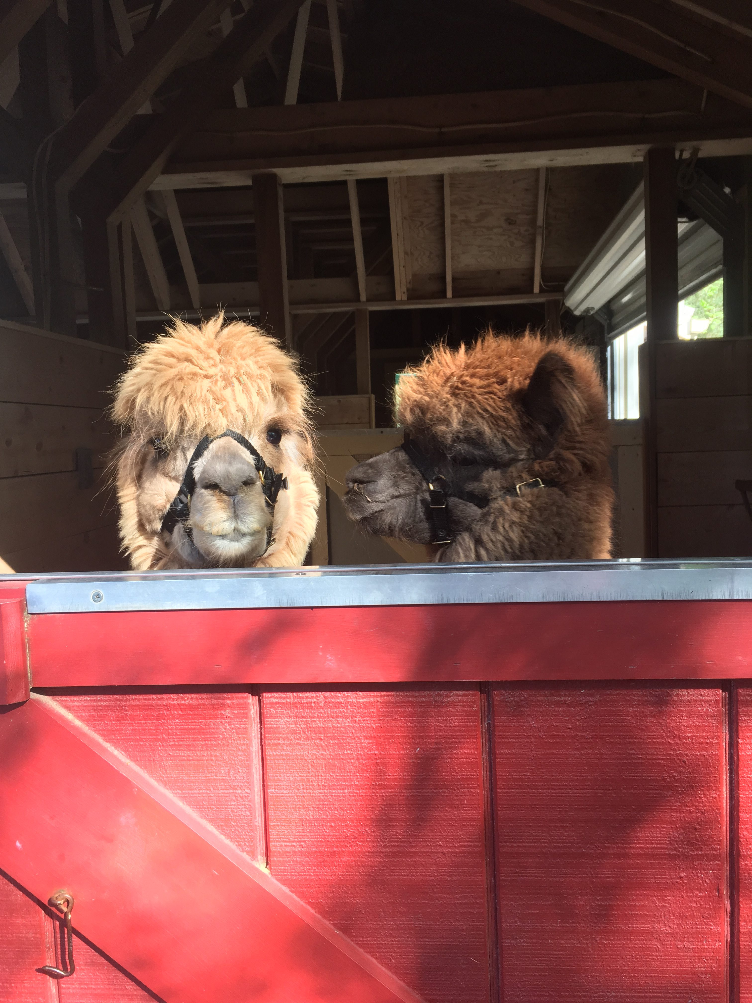 Alpaca shearing complete | Animal Keeper Blog