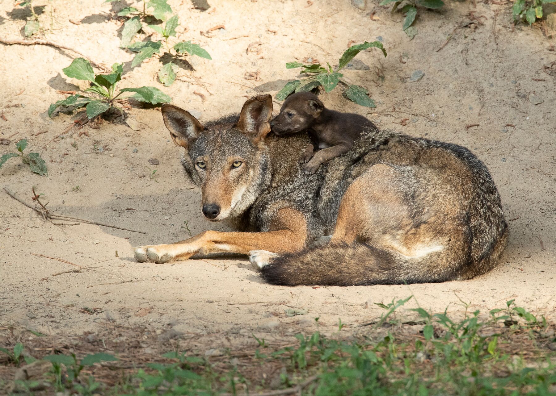 Wolf family update | Animal Keeper Blog
