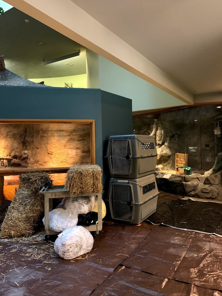 Wolf Transfer Day: let’s talk about crates | Animal Keeper Blog