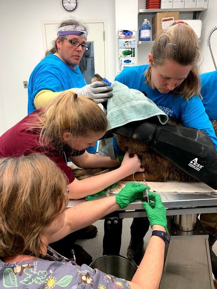 Wolf Transfer Review: The Actual Physical | Animal Keeper Blog