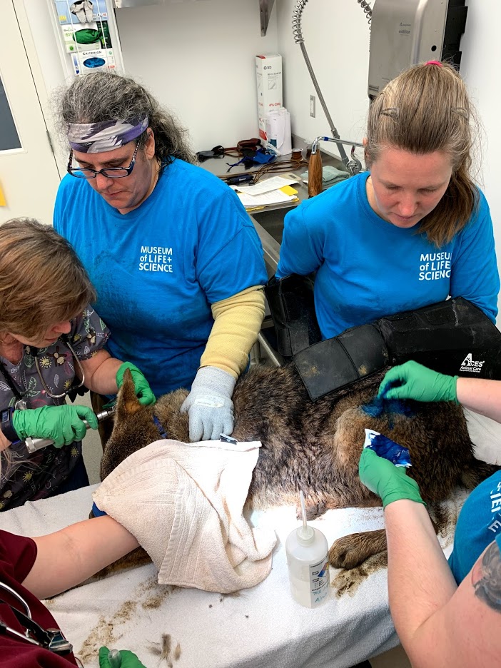 Wolf Transfer Review: The Actual Physical | Animal Keeper Blog
