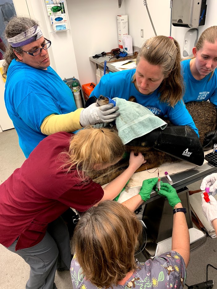 Wolf Transfer Review: The Actual Physical | Animal Keeper Blog