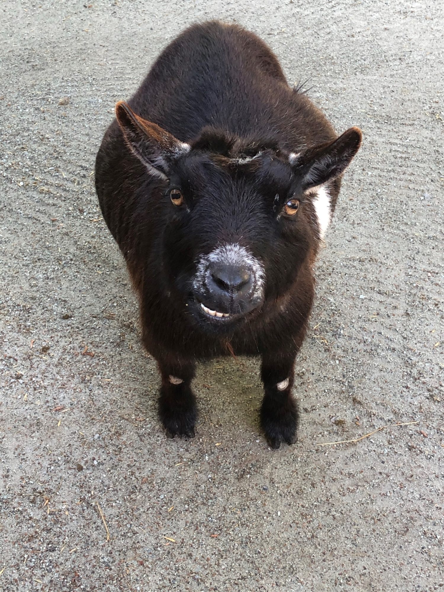 Happy Birthday Gypsy | Animal Keeper Blog