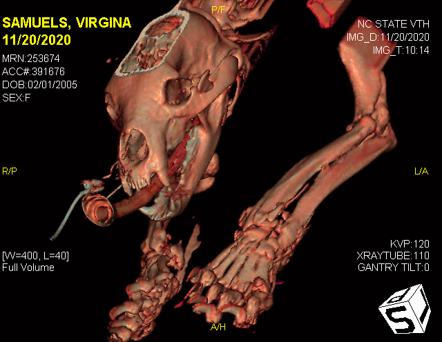 Virginia Bear Update- Post #5, CT Scan | Animal Keeper Blog